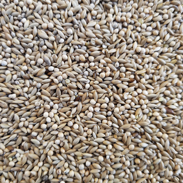 Canto Alegre | ADERCEREAL