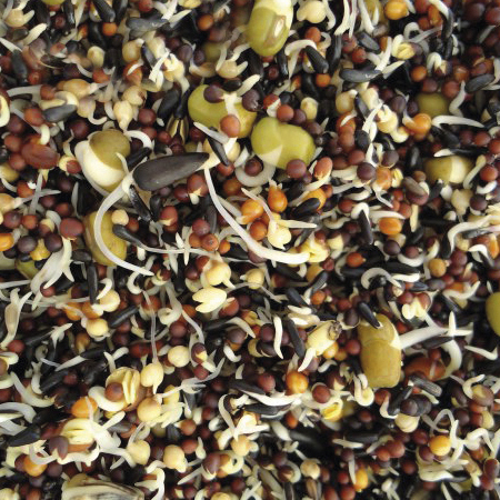 Sementes | ADERCEREAL